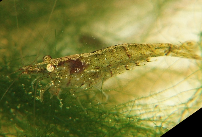 Red cherry garnéla | Édesvízi garnélák